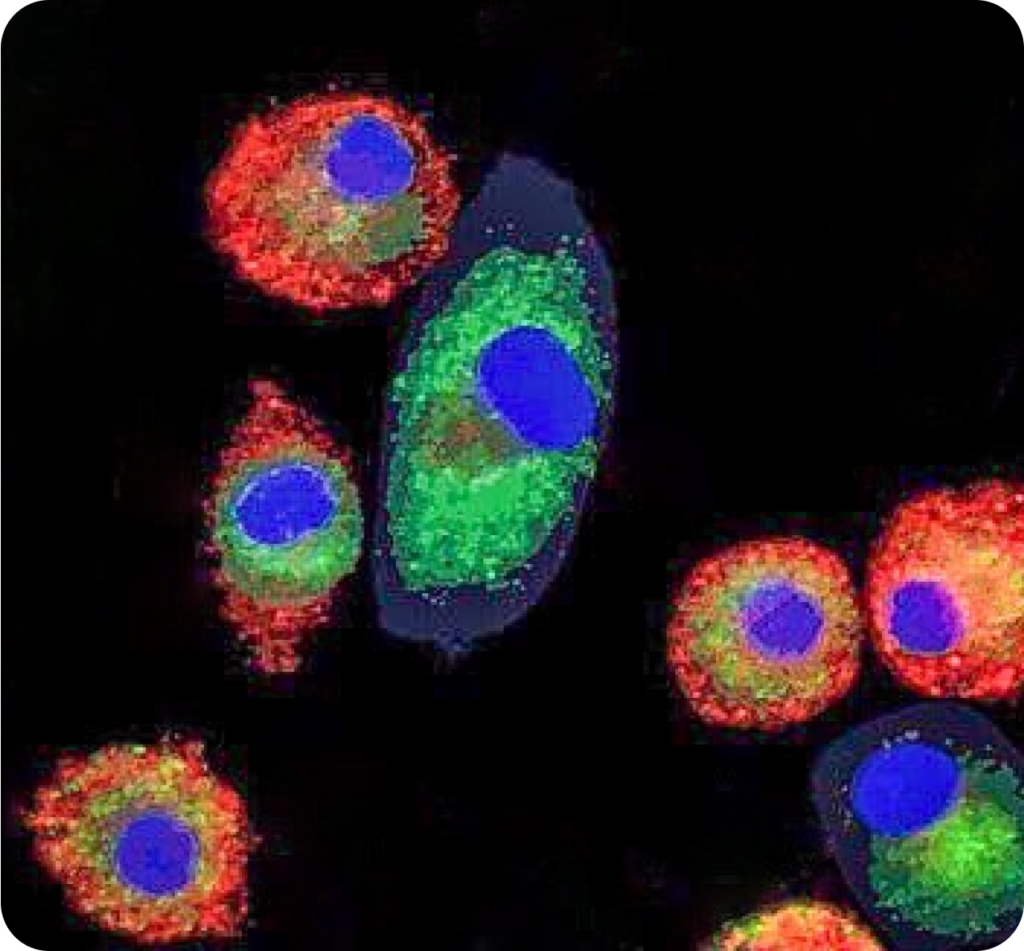 Alveolar macrophage assessments - ImmuONE™