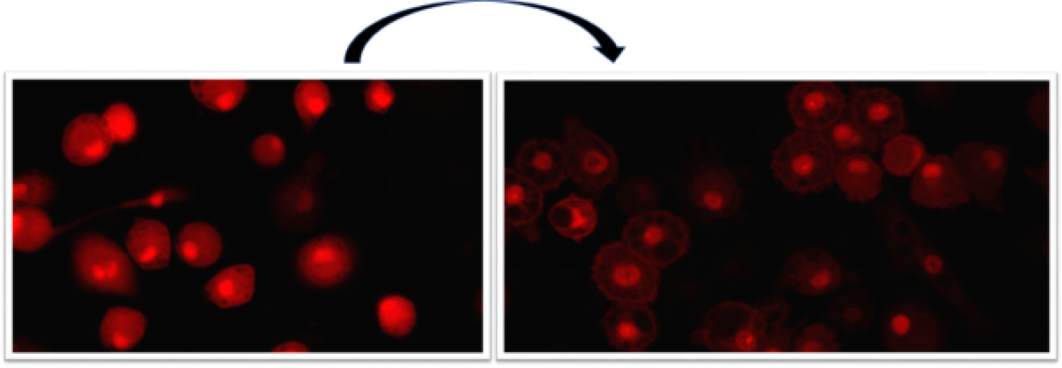Alveolar macrophage assessments - ImmuONE™